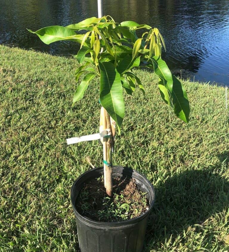 The Ultimate Guide to Growing Mango Trees