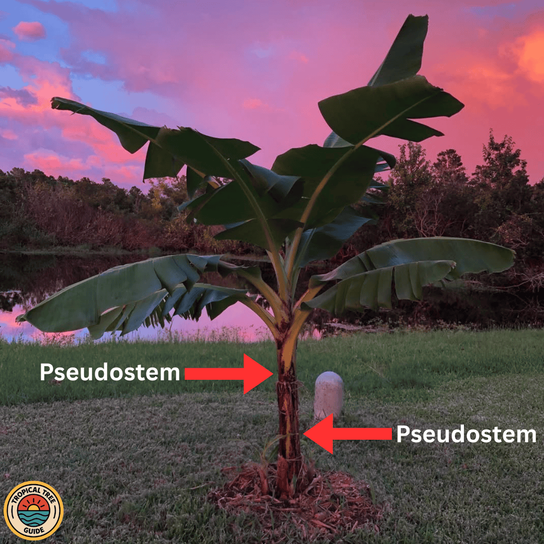 The Ultimate Guide to Growing Banana Trees - Tropical Tree Guide